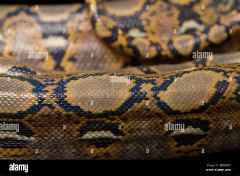 Reticulated Python Python Reticulatus Isolated On Black Background