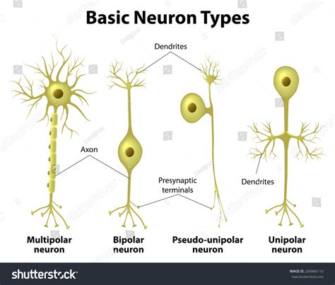 Basic Neuron Types Unipolar Pseudo Unipolar Neuron Bipolar And