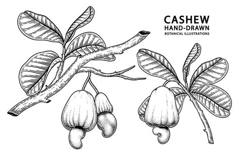 Cashew Illustration