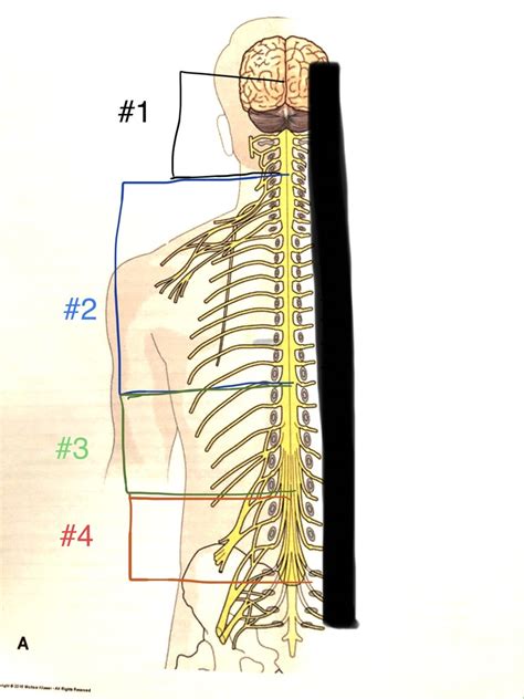 Spinal Cord Diagram Quizlet