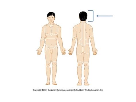 Anatomy Mid Term Flashcards Quizlet