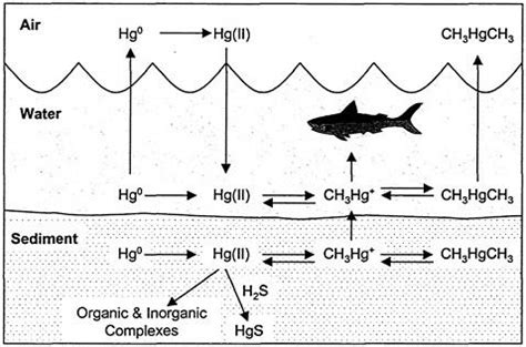 Methylmercury Alchetron The Free Social Encyclopedia