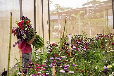 UnB Notícias Fazenda Água Limpa tem primeira colheita de flores orgânicas