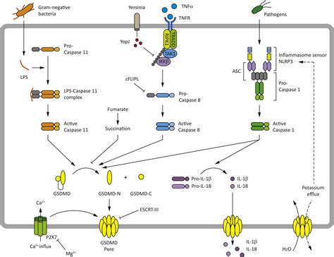 Molecular Mechanisms And Functions Of Pyroptosis In Inflammation And