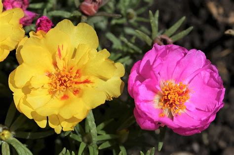 17 Best Flowering Succulents For Indoors And Outdoors
