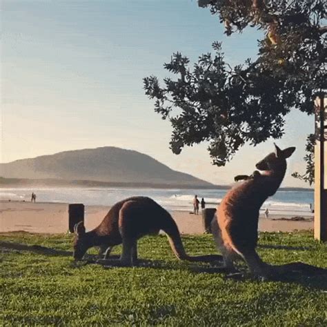 Acid Gifdump October Gifs