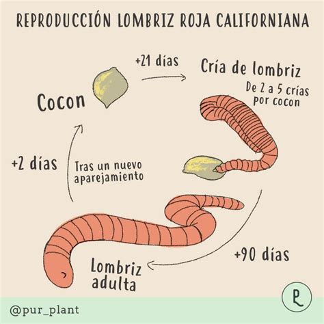 Lombriz De Tierra Nombre Cientifico Actualizado Octubre 2024