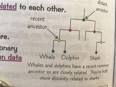 Variation And Evolution Flashcards Quizlet