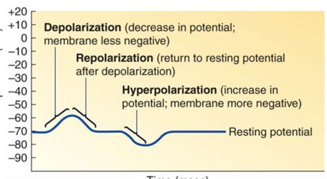 Fisio Membrane Potential Action Potential And Synaptic Potential