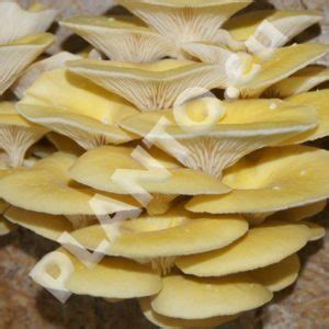 Grzybnia ziarnista boczniaka cytrynowego Planto uprawa grzybów