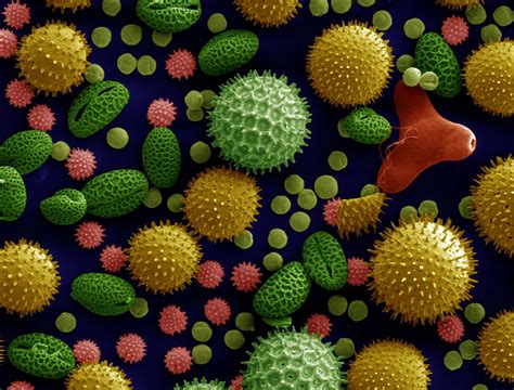 L anémogamie la pollinisation par le vent Dossier