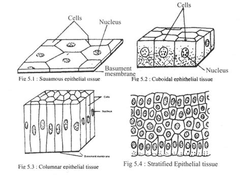 Structural Characteristics Function And Location Of Epithelial Tissue