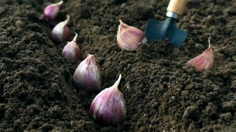 Cómo y cuándo sembrar ajos en el huerto Agralia Jardín