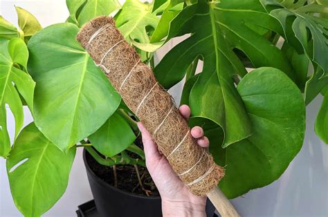Training Monstera Deliciosa How To Make Them Climb The Healthy