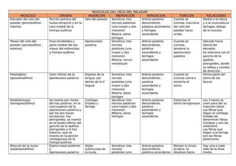 Músculos del Velo del Paladar uDocz
