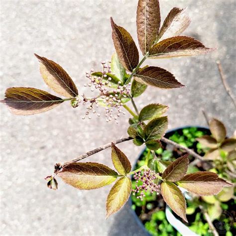 Sambucus Nigra Rosies Selection