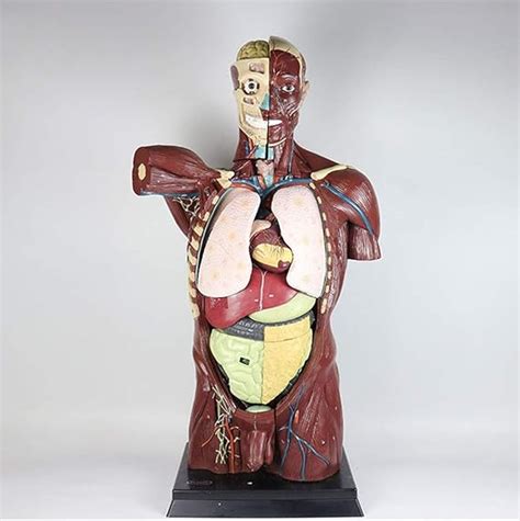 FGA Bildungsmodell Menschlicher Torso Körpermodell Medizinische
