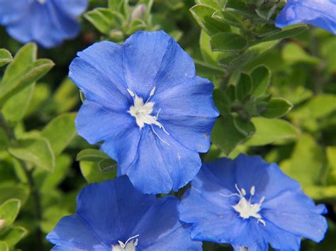 Álbum 200 nombres de flores azules Abzlocal mx