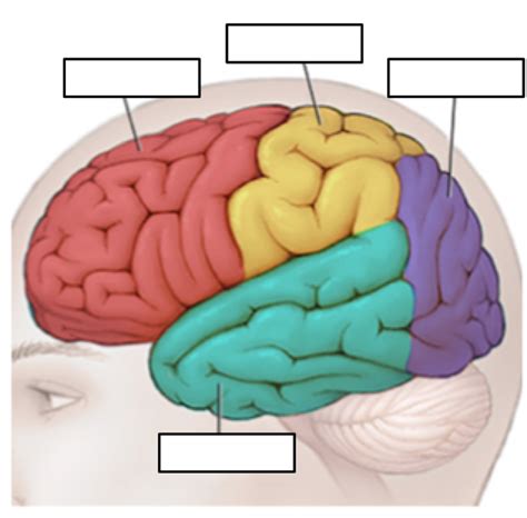 LOBES Diagram Quizlet