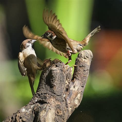 Spatzen Vögel Gefieder Kostenloses Foto auf Pixabay