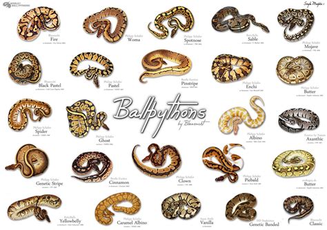 ball python morph chart