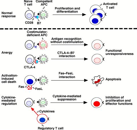 Homeostasis And Self Tolerance In The Immune System Turning