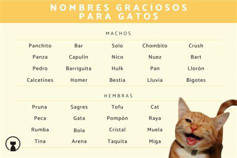 Nombres Para Gatos Malos Mascotas Ex Ticas