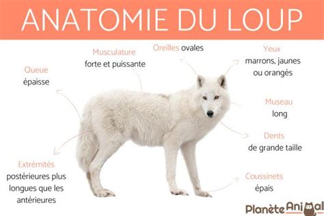 TOUT SAVOIR sur les LOUPS Caractère comportement et anatomie 2023
