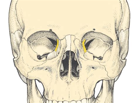 Cranial Bones Flashcards Quizlet