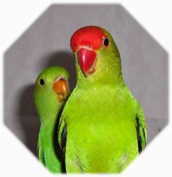 Mengenal Lovebird Dan Jenis Jenisnya Burung Gue