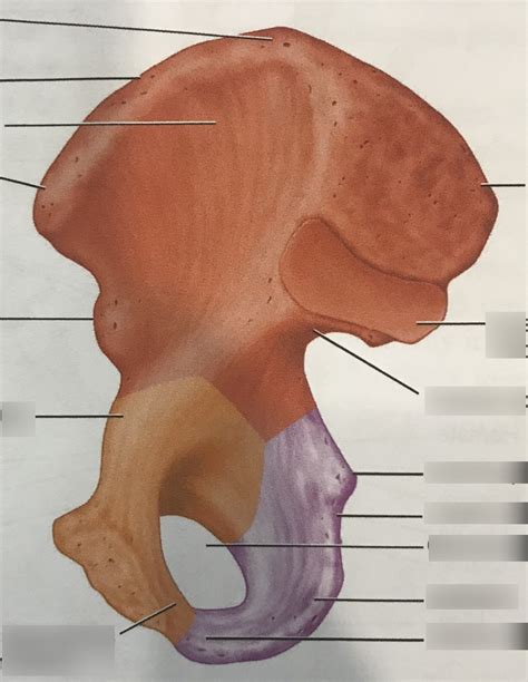 Hemipelvis Right Coxal Bone Medial View Part Diagram Quizlet