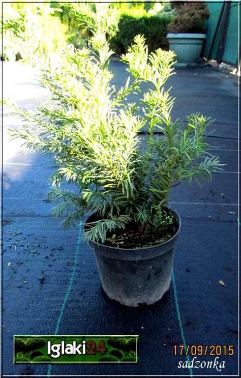 Taxus Baccata Repandens Cis Pospolity Repandens FOTO Internetowy