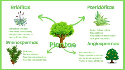 Mapa Mental Sobre Reino Plantae Mapa Garden