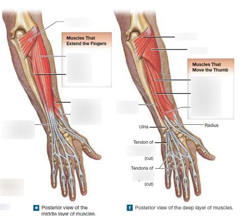 Arm Muscles Posterior View Middle And Deep Layer Diagram Quizlet