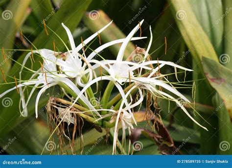 Spider Lily Crinum Asiaticum In Bloom In A Garden Pix Sanjiv