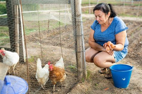 Anciana Recolectando Huevos De Gallina En Gallineros De Aves De Corral