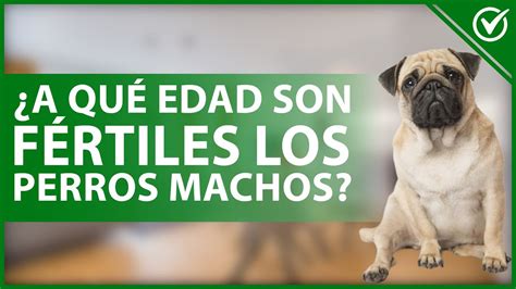 A qué edad se puede cruzar un perro macho Guía y recomendaciones