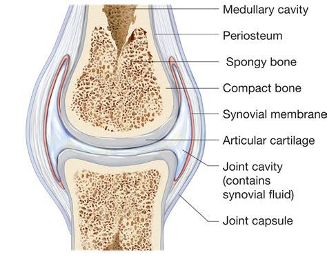 Synovial Joints Diagram Labelled