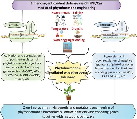 Frontiers Plant Hormones And Neurotransmitter Interactions Mediate