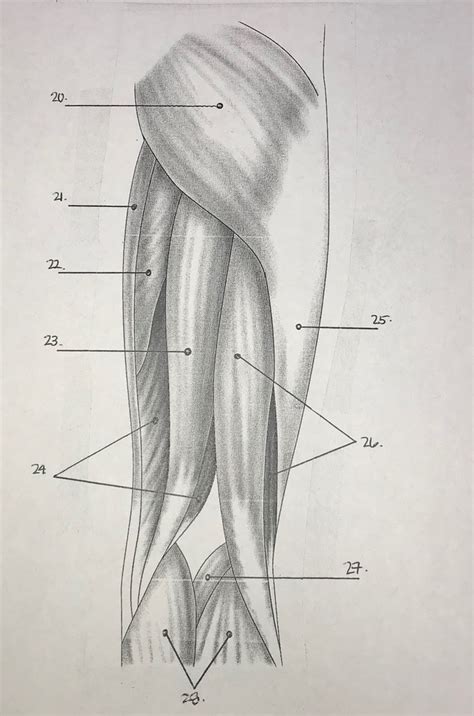 Superficial Muscles Of The Thigh Posterior Diagram Quizlet