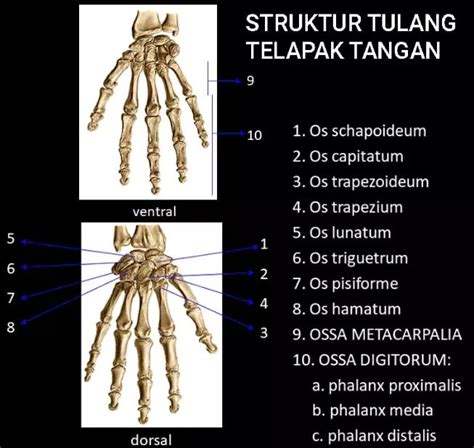 Fungsi Dan Susunan Tulang Pergelangan Tangan Dengan Penjelasan Dan