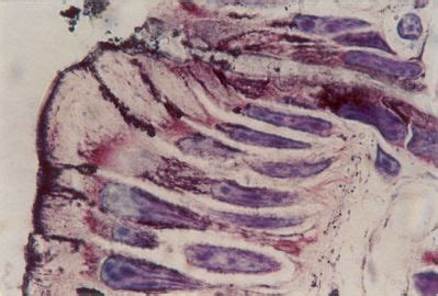 Large Intestine Histology Large Intestine Histology Slide
