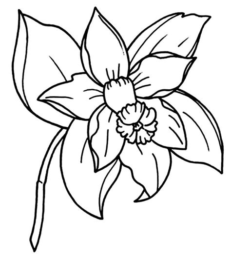 Desenhos de Orquídea para colorir Pop Lembrancinhas