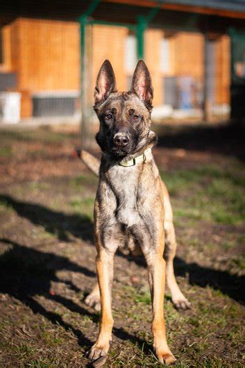 APAGI Tina CHIEN Type Berger Belge Malinois à la robe Fauve charbonnée