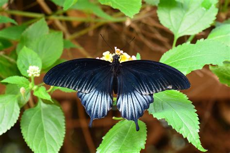 Free Images Nature Wing Leaf Flower Wildlife Pollen Insect