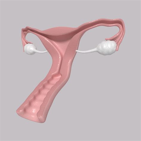 Reproductive Female 3d Model