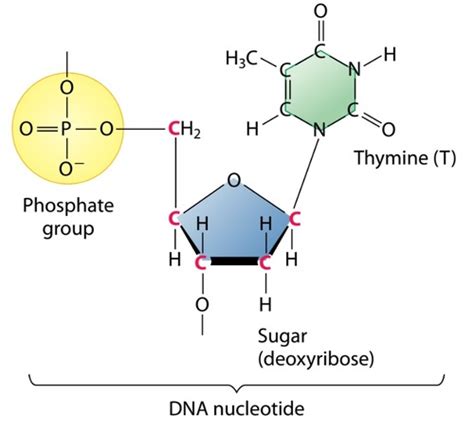 Dna Replication Flashcards Quizlet