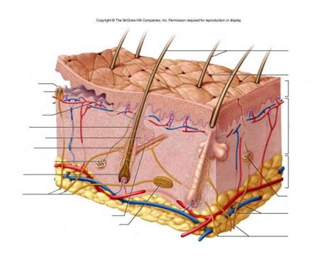 Bio Diagram Diagram Quizlet