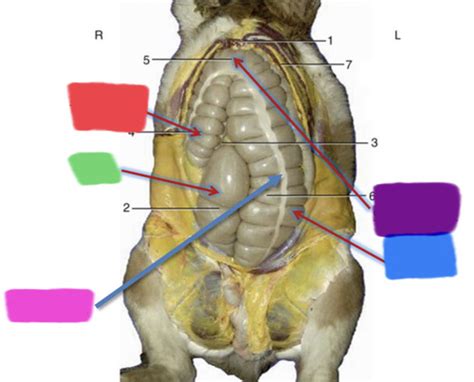 Midgut And Hindgut Flashcards Quizlet