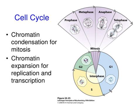PPT CHAPTER 24 Genes And Chromosomes PowerPoint Presentation Free